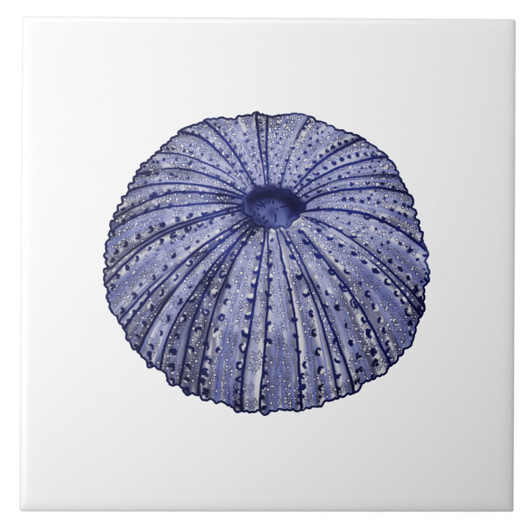 Blue and white sea urchin shell ceramic tile | Zazzle