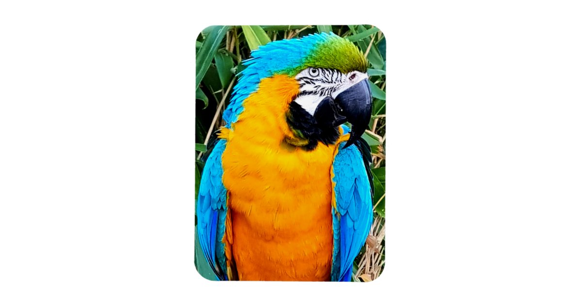 Blue and Yellow Macaw Parrot Magnet | Zazzle