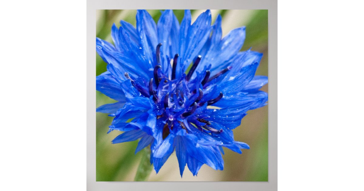 Blue Bachelor Button Poster | Zazzle