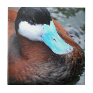 Duck Decorative Ceramic Tiles | Zazzle