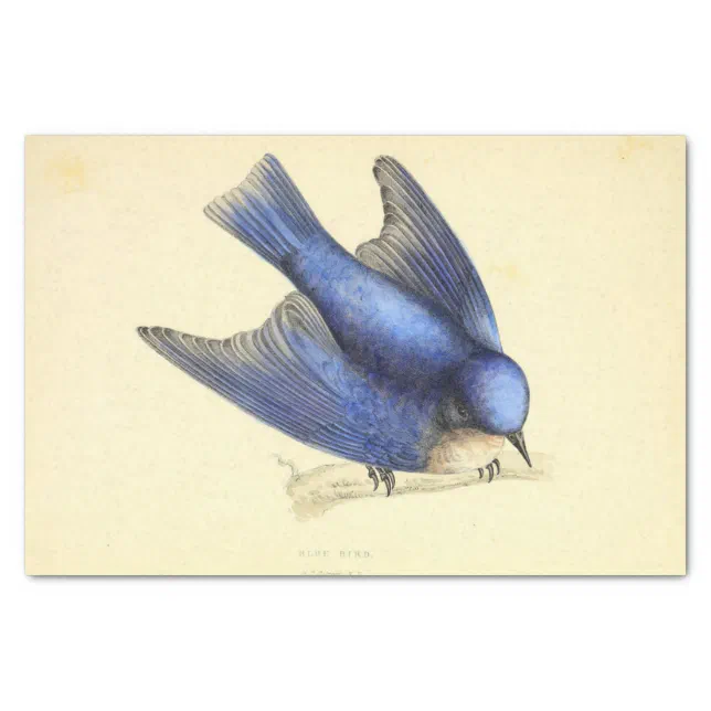Blue Bird Ephemera Decoupage Tissue Paper | Zazzle