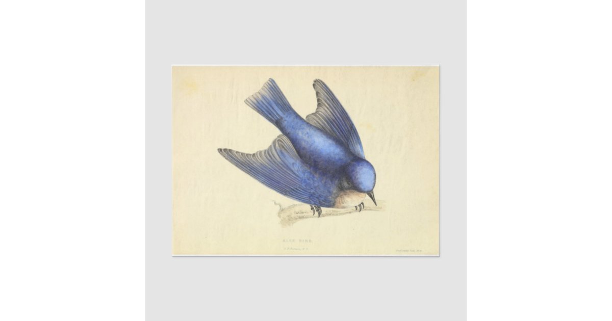 Blue Bird Ephemera Decoupage Tissue Paper | Zazzle