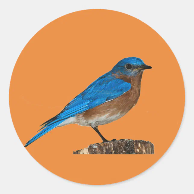 blue bird names,bluebird, bluebird lover,bluebird classic round sticker ...