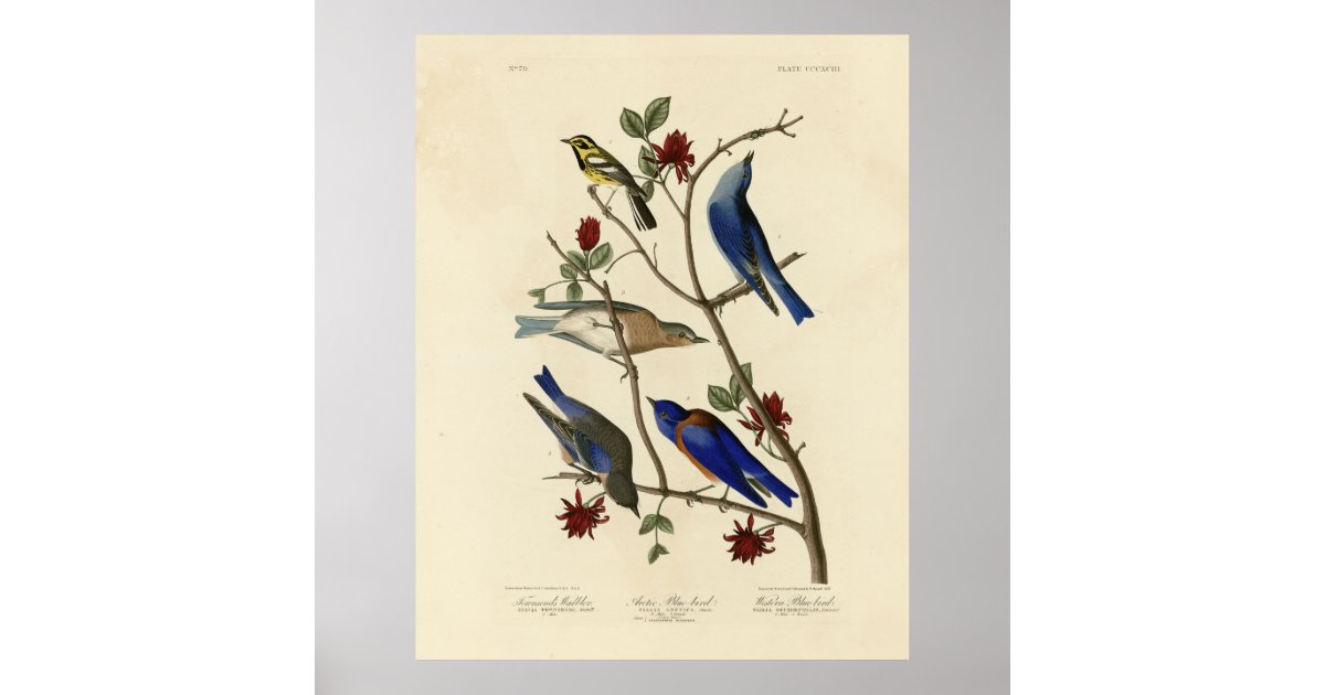 Blue-birds and Warbler, Audubon's Birds of America Poster | Zazzle