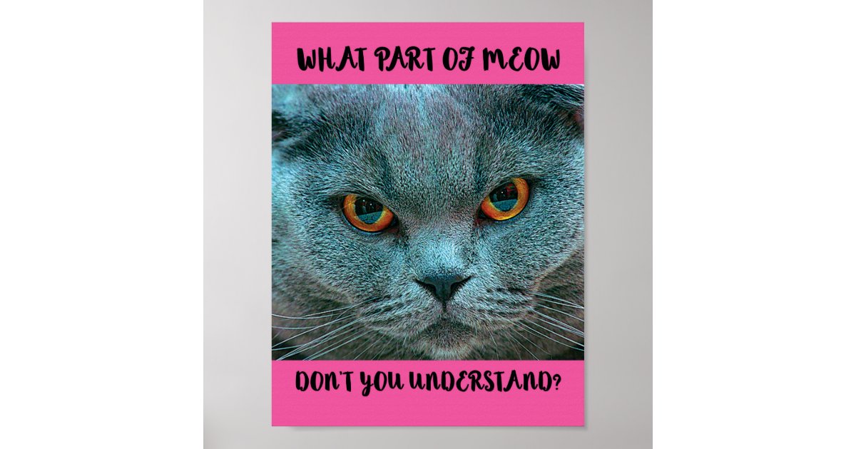 Blue British Shorthair Cat funny and humorous Poster | Zazzle