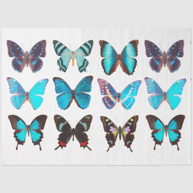 Blue Butterflies Butterfly Collection Decoupage Tissue Paper | Zazzle