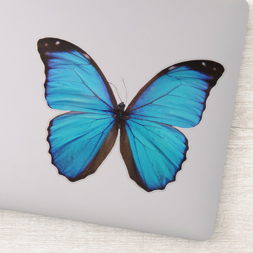 Blue Butterfly 1 Sticker | Zazzle
