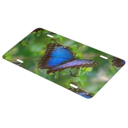 Blue Butterfly License Plate | Zazzle