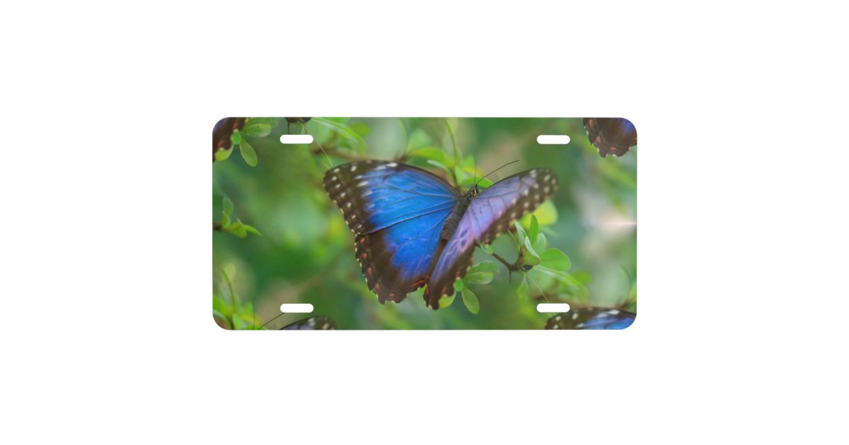 Blue Butterfly License Plate | Zazzle