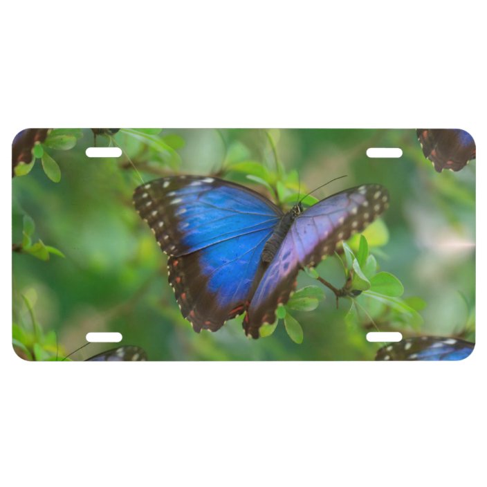 Blue Butterfly License Plate | Zazzle.com