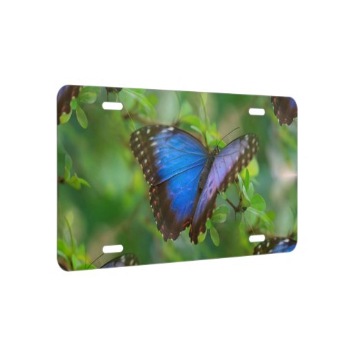 Blue Butterfly License Plate | Zazzle