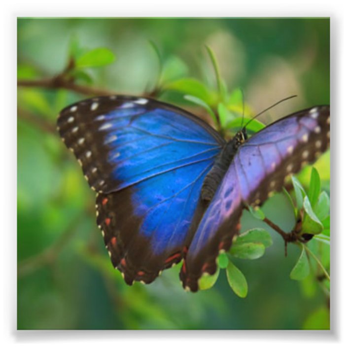 Blue Butterfly Photo Print | Zazzle.com