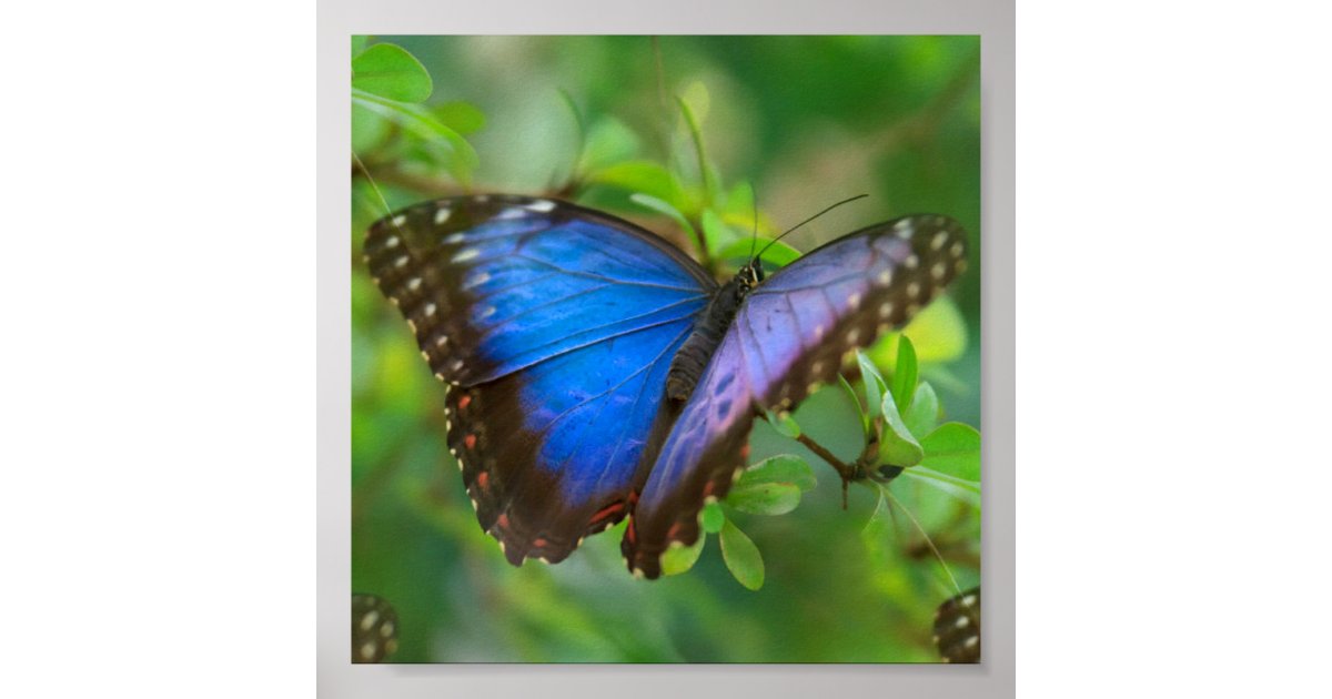 Blue Butterfly Poster | Zazzle