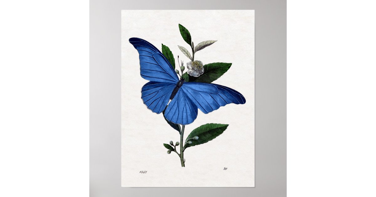 Blue Butterfly Poster | Zazzle
