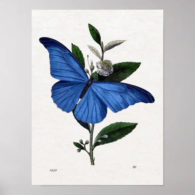 Blue Butterfly Poster | Zazzle