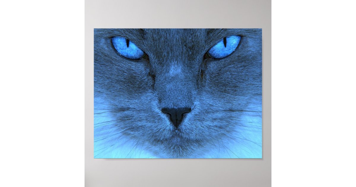 Blue Cat Poster | Zazzle