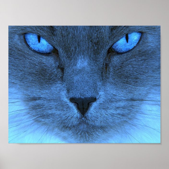 Blue Cat Poster | Zazzle.com