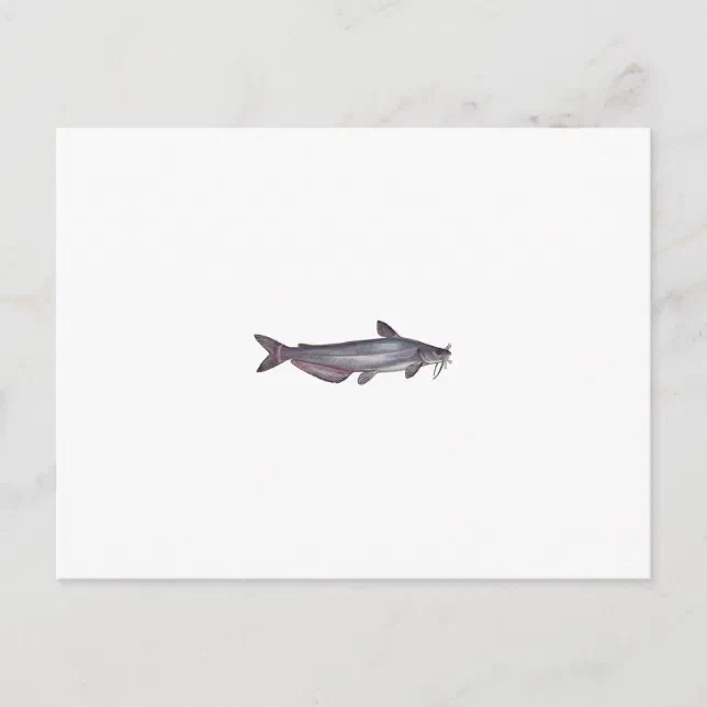 Blue Catfish (untitled) Postcard | Zazzle