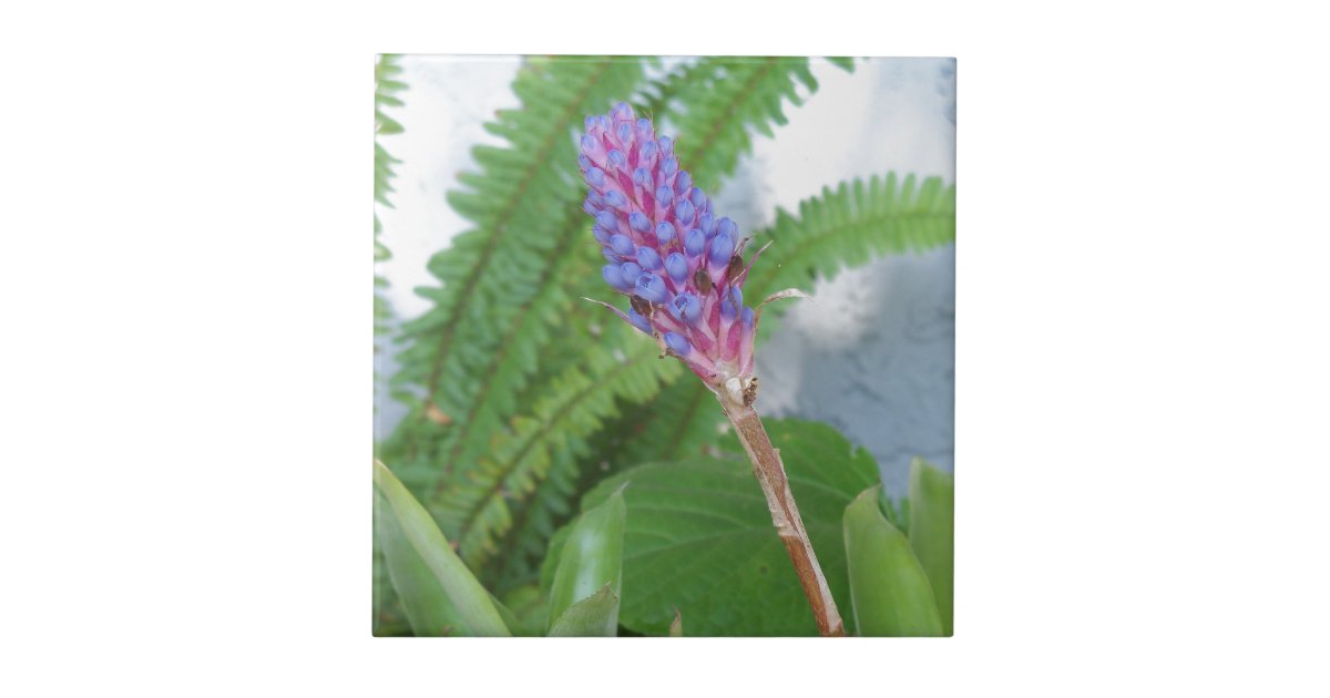 Blue Cone Bromeliad flower Ceramic Tile | Zazzle