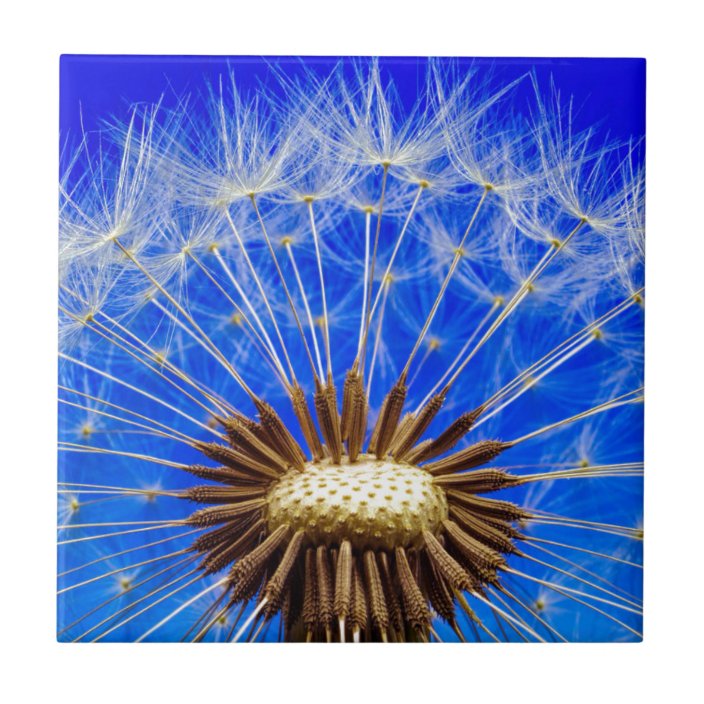 Blue Dandelion Floral Seeds Abstract Pattern Tile | Zazzle.com