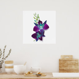 Blue Dendrobium or Blue Bom Orchid Painting Poster | Zazzle