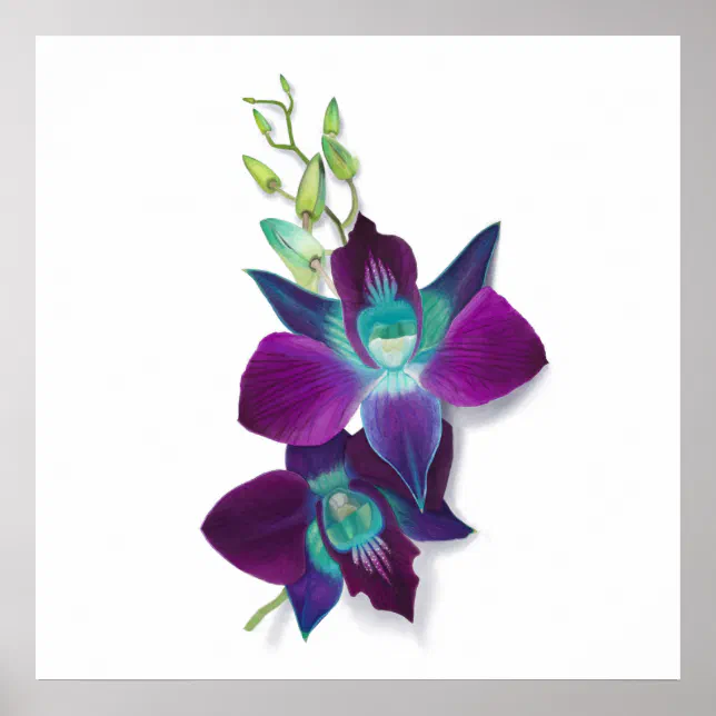 Blue Dendrobium or Blue Bom Orchid Painting Poster | Zazzle