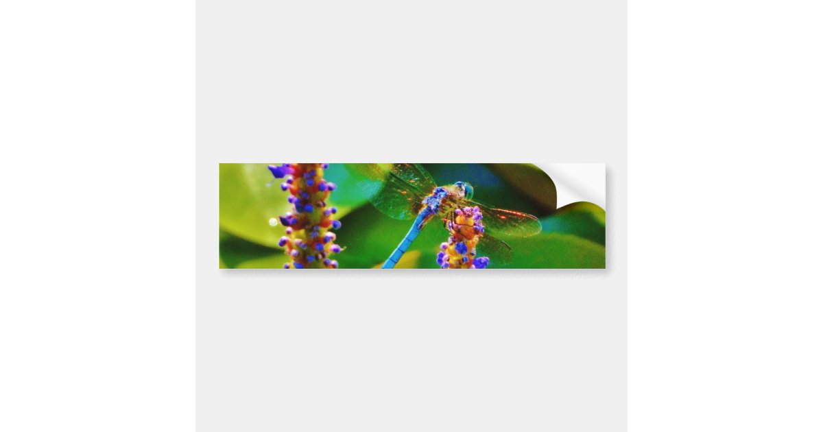 Blue Dragonfly and flowers Bumper Sticker | Zazzle