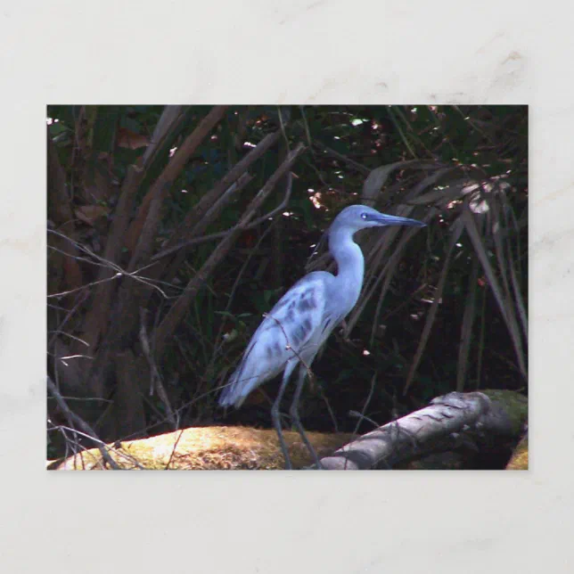 Blue Egret Postcard | Zazzle