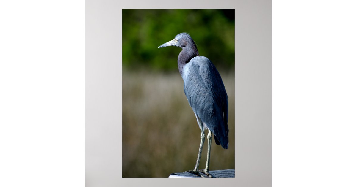 Blue Egret Poster | Zazzle