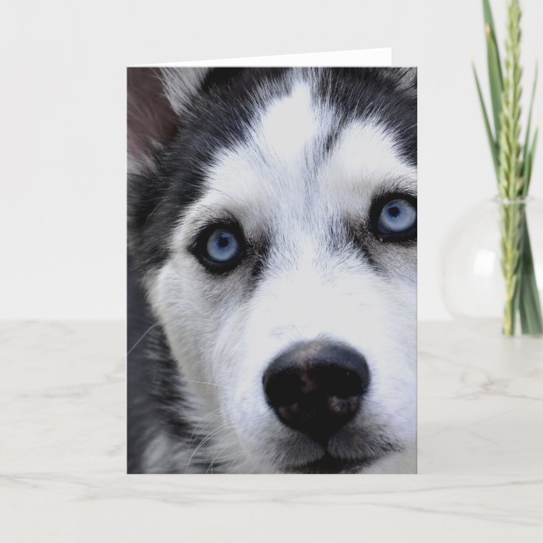 Blue Eyed Husky Greeting Cards | Zazzle