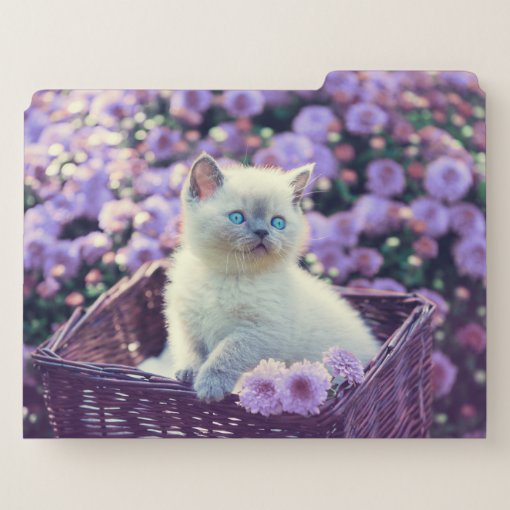 Blue Eyed Kitten Cat In Basket With Purple Flowers File Folder | Zazzle