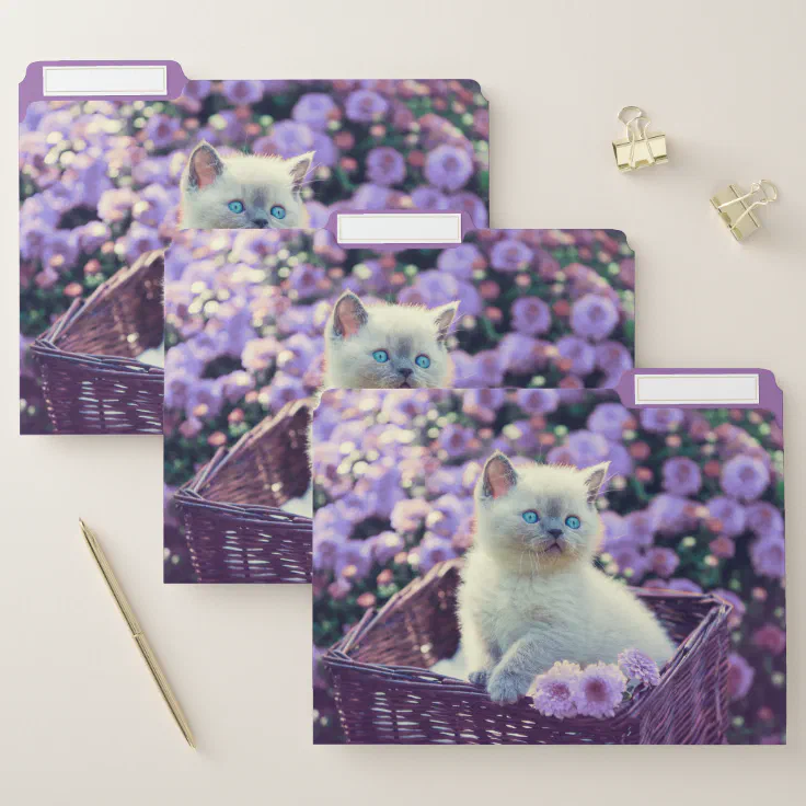 Blue Eyed Kitten Cat In Basket With Purple Flowers File Folder | Zazzle