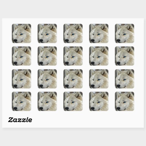 Blue Eyed White Wolf Square Stickers | Zazzle
