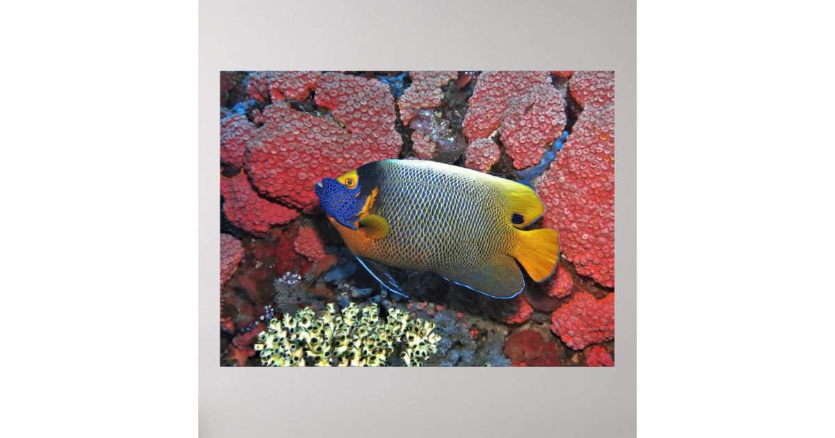 Blue Face Angelfish Poster | Zazzle