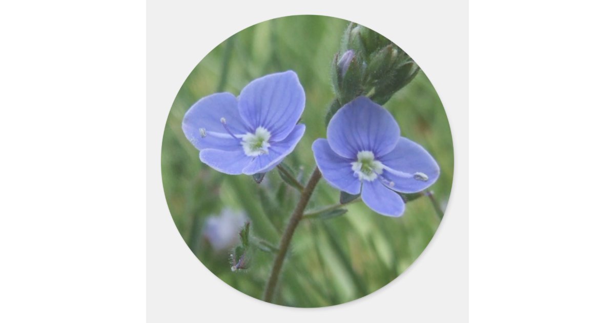 Blue Flower Stickers | Zazzle