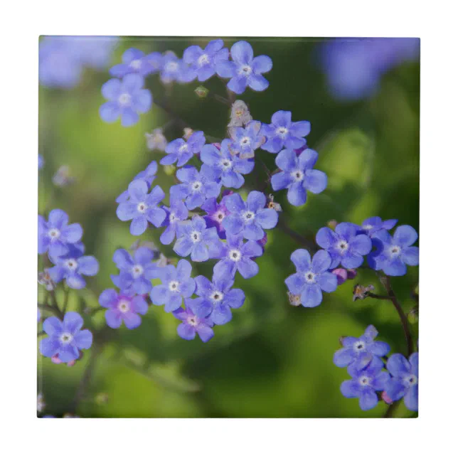 Blue Flowers Blossoms Destiny Peace Love Park Vine Ceramic Tile | Zazzle