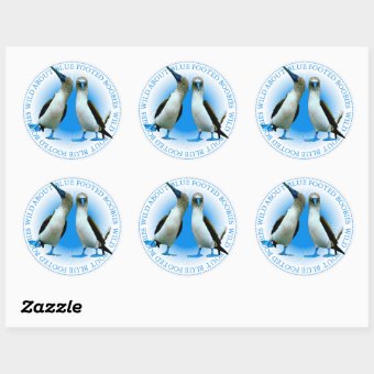 Blue Footed Boobies Birds Stickers | Zazzle