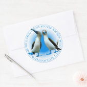 Blue Footed Boobies Birds Stickers | Zazzle