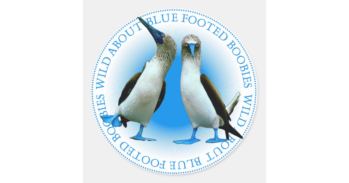 Blue Footed Boobies Birds Stickers | Zazzle