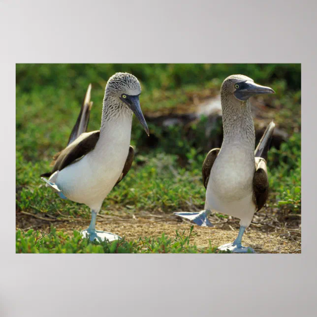 Blue footed Boobies feet poster | Zazzle