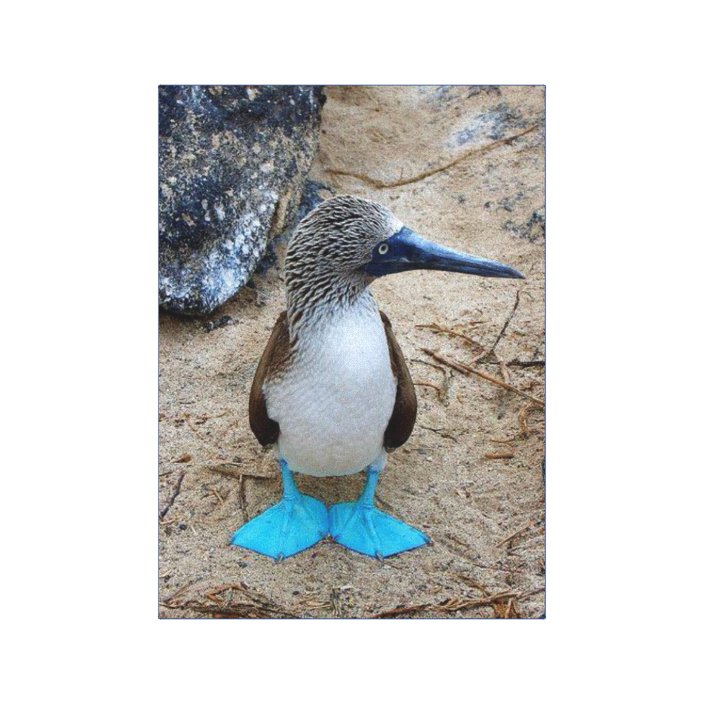 Blue-Footed Booby Canvas Print | Zazzle.com