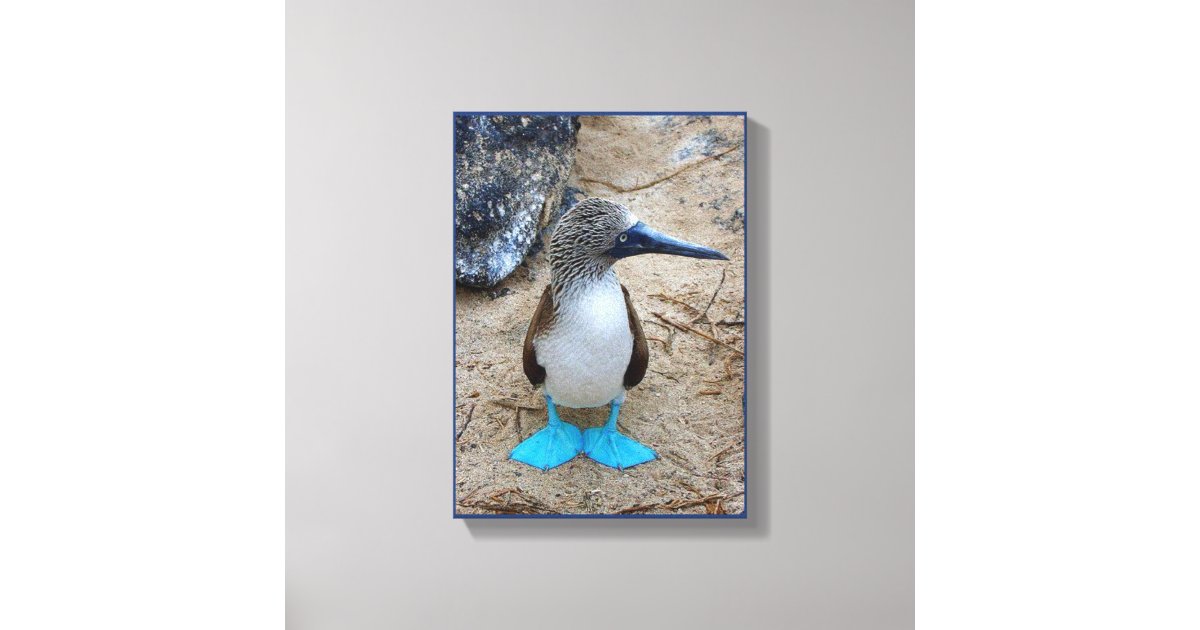 Blue-Footed Booby Canvas Print | Zazzle