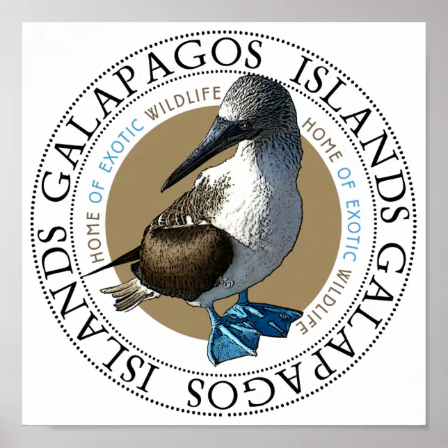 Blue Footed Booby Poster | Zazzle