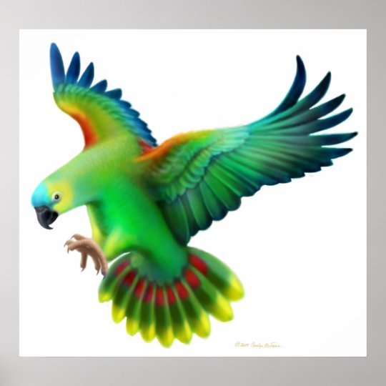 Blue Fronted Amazon Parrot Poster | Zazzle.com