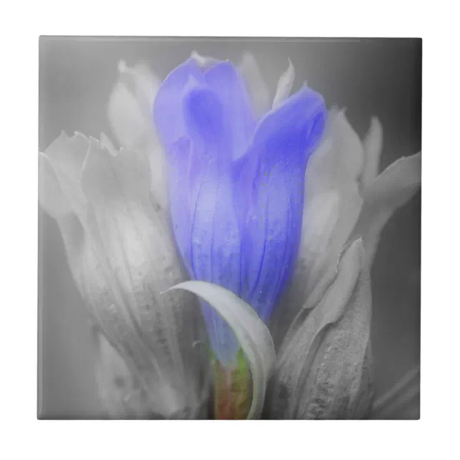 Blue Gentian Flower In Black And White Tile | Zazzle