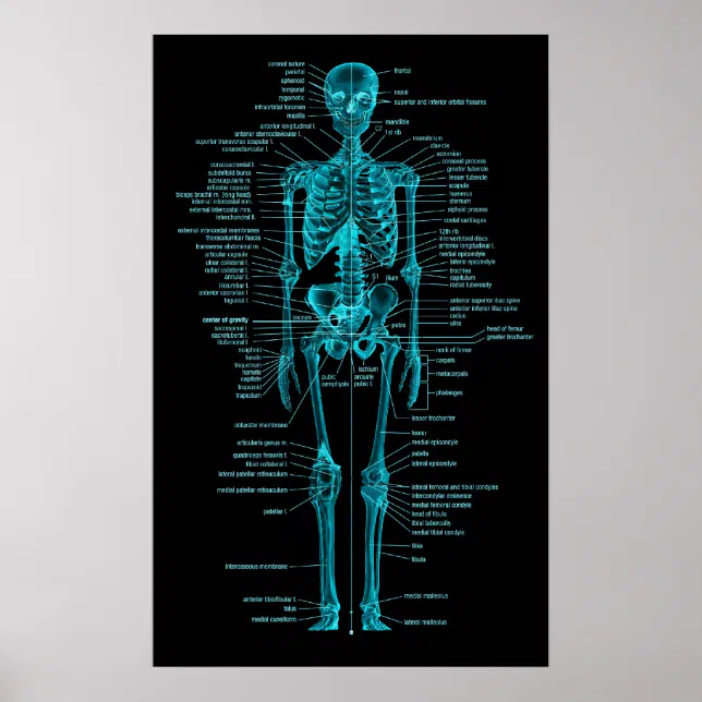 blue-green skeleton poster | Zazzle