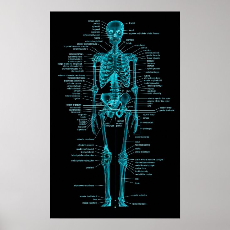 blue-green skeleton poster | Zazzle