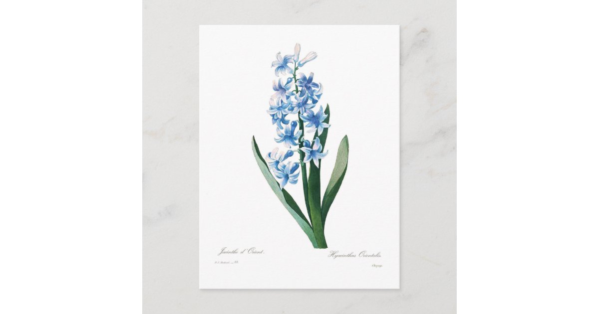 Blue Hyacinth Postcard | Zazzle