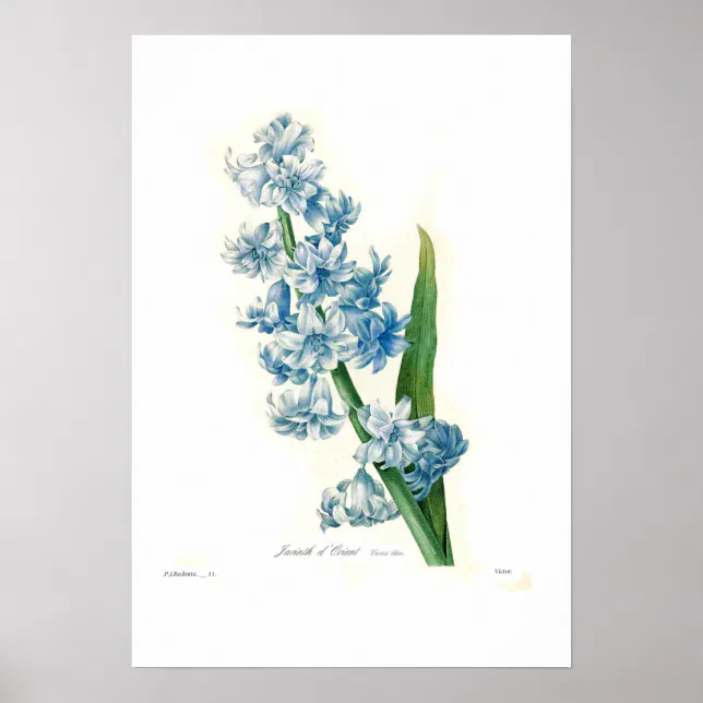 Blue Hyacinth Poster | Zazzle