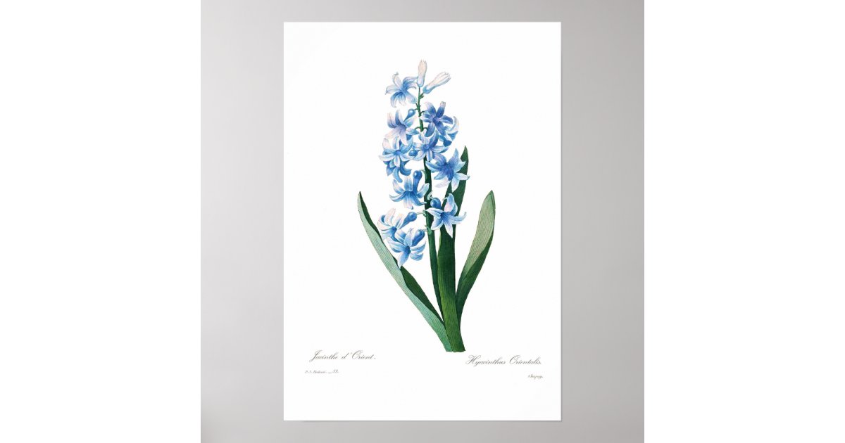 Blue Hyacinth Poster | Zazzle
